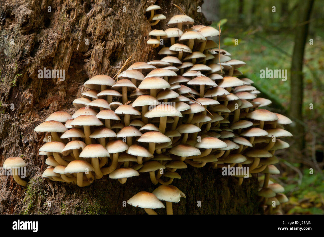 bunch of autumnal fungi closeup Stock Photo - Alamy