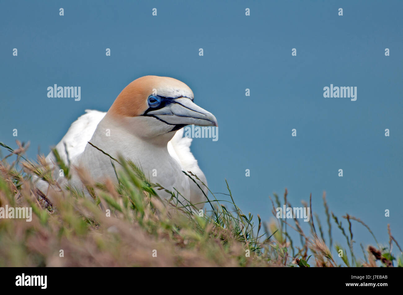 Bumpkin hi-res stock photography and images - Alamy