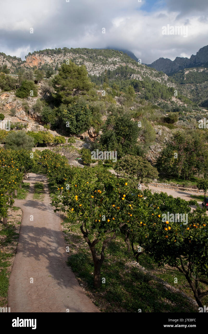 orange lemon grove tree fornalutx majorca valley mallorca fruit ...