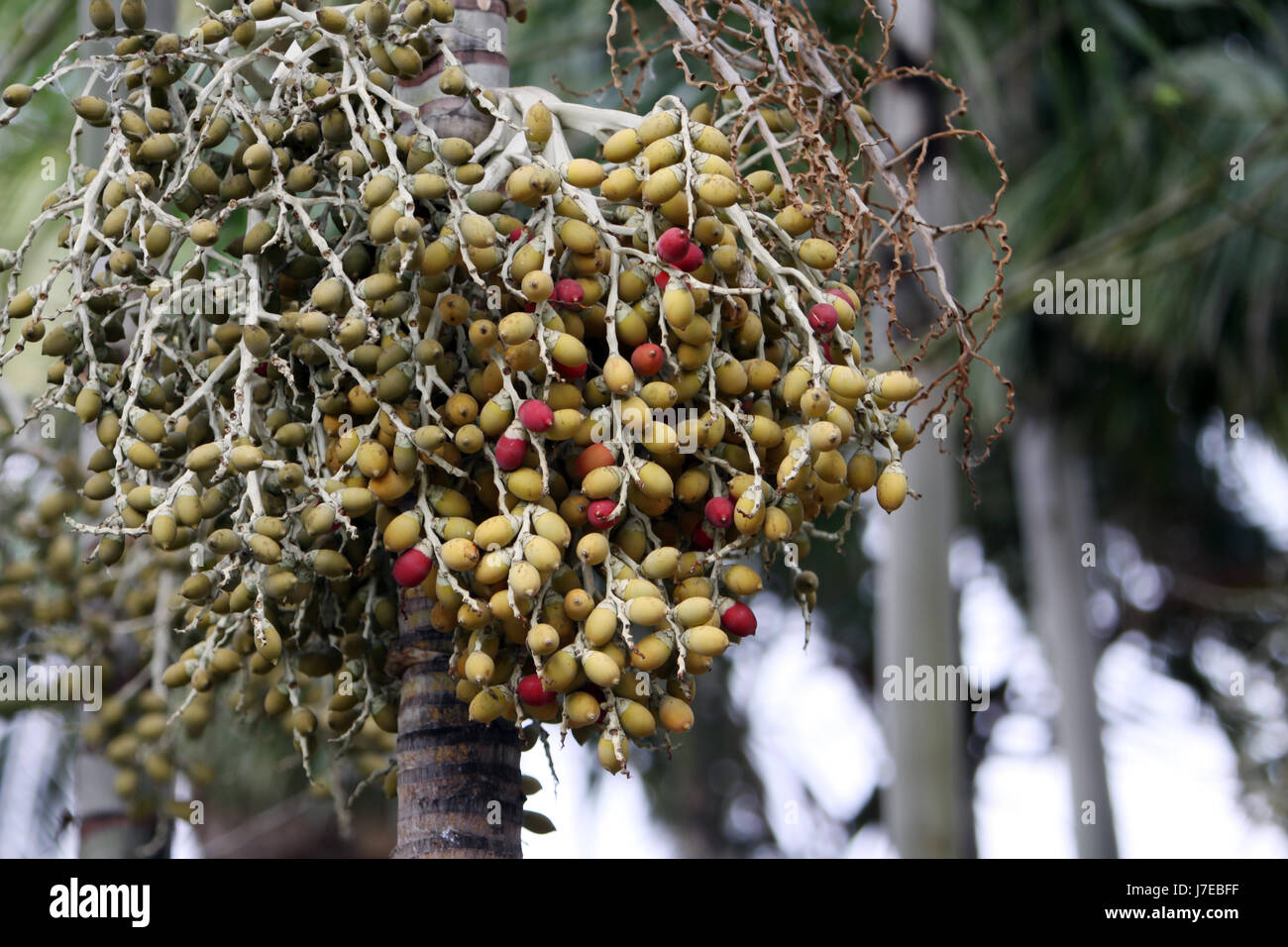 Manila palm fruits hi-res stock photography and images - Alamy