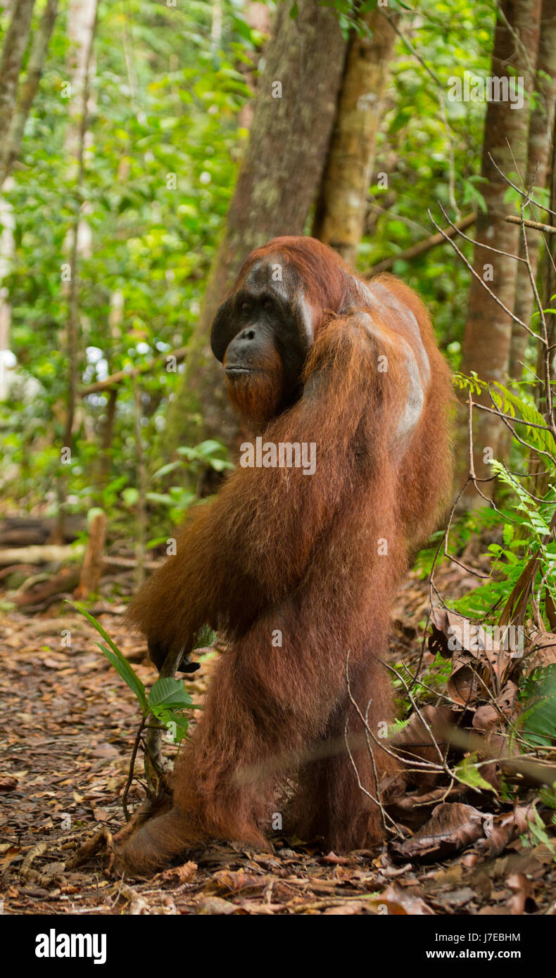 Orangutan stands on its hind legs in the jungle. Indonesia. The island ...