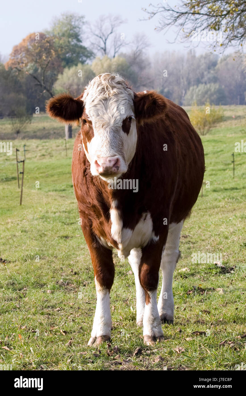 Abondance Cow Stock Photos & Abondance Cow Stock Images - Alamy