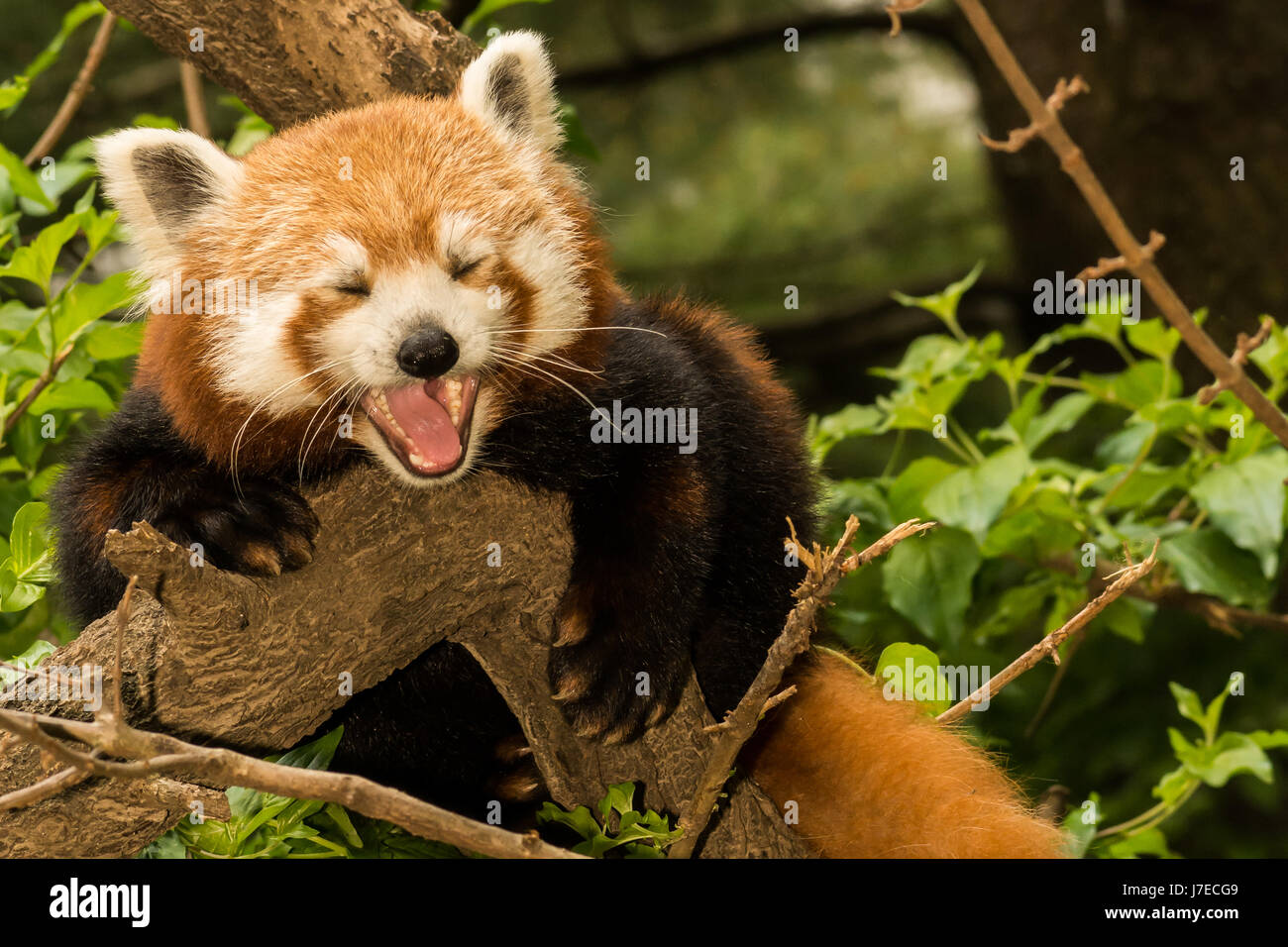 A Red Panda climbing in a tree in the Central Park Zoo in New York ...