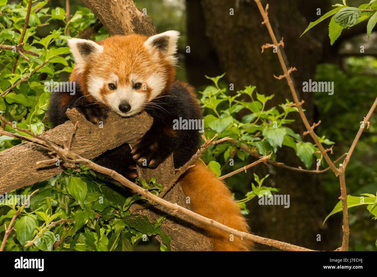 Red panda ailurus fulgens climbing hi-res stock photography and images ...