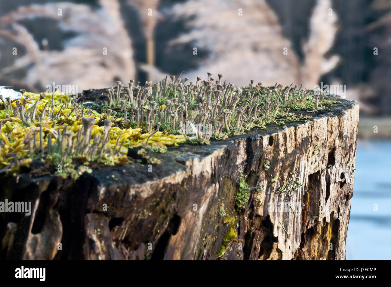 Microculture hi-res stock photography and images - Alamy