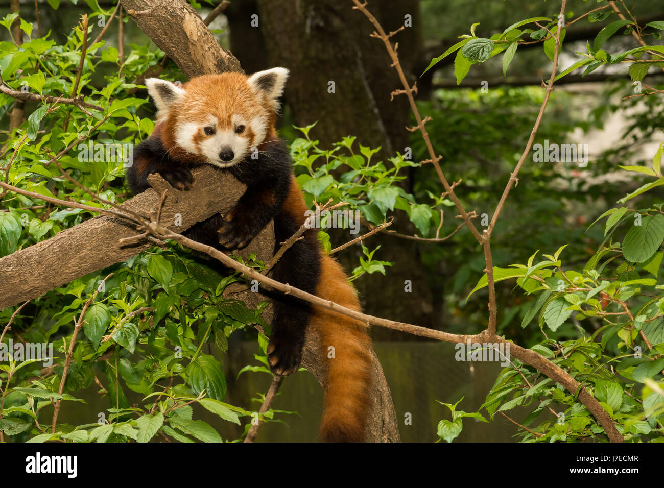 A Red Panda climbing in a tree in the Central Park Zoo in New York ...