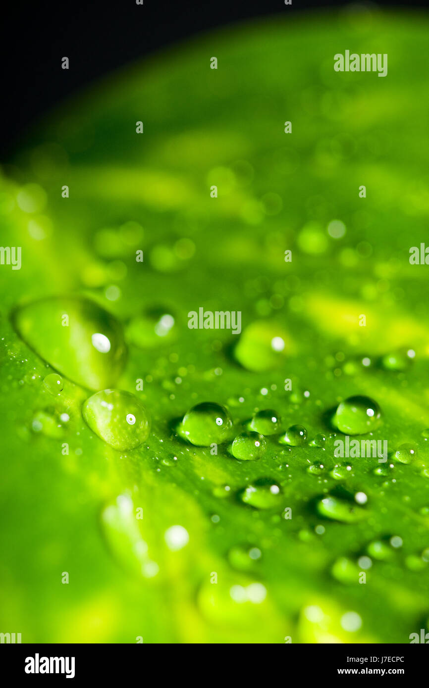 leaf drop with Stock Photo - Alamy