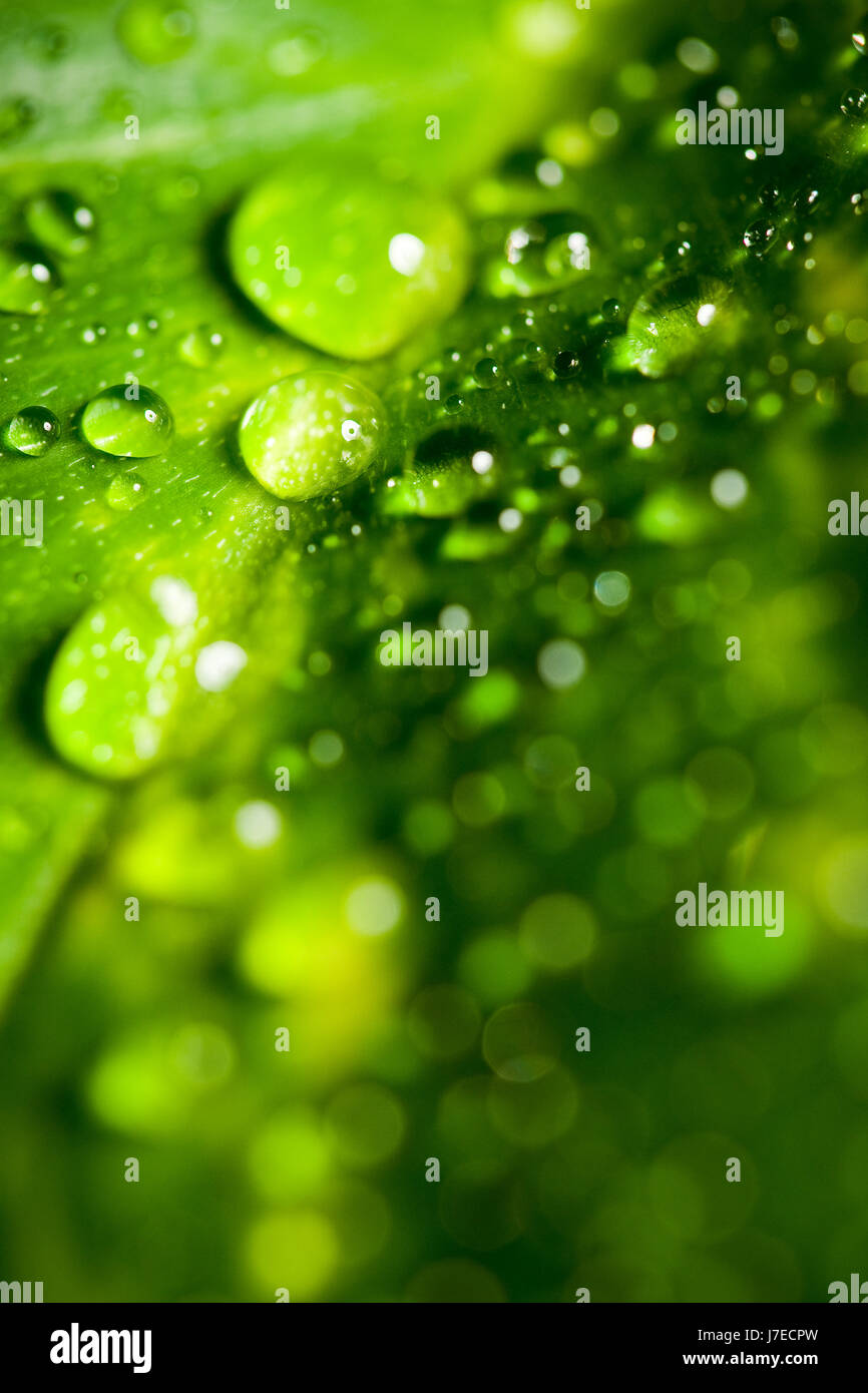 leaf drop with Stock Photo - Alamy