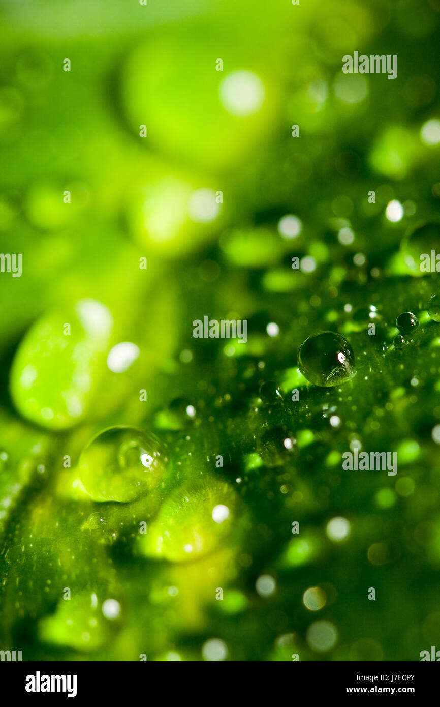 leaf drop with Stock Photo - Alamy