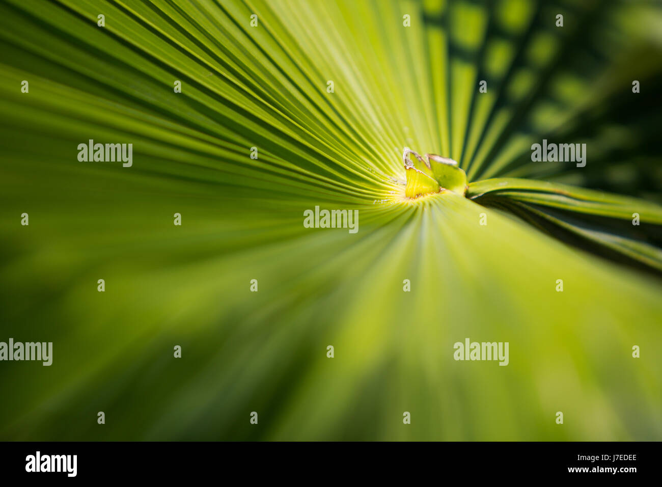 Palm tree leaf Stock Photo - Alamy