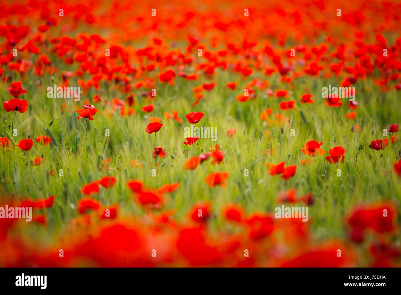 Blurred poppy flower field abstract hi-res stock photography and images ...
