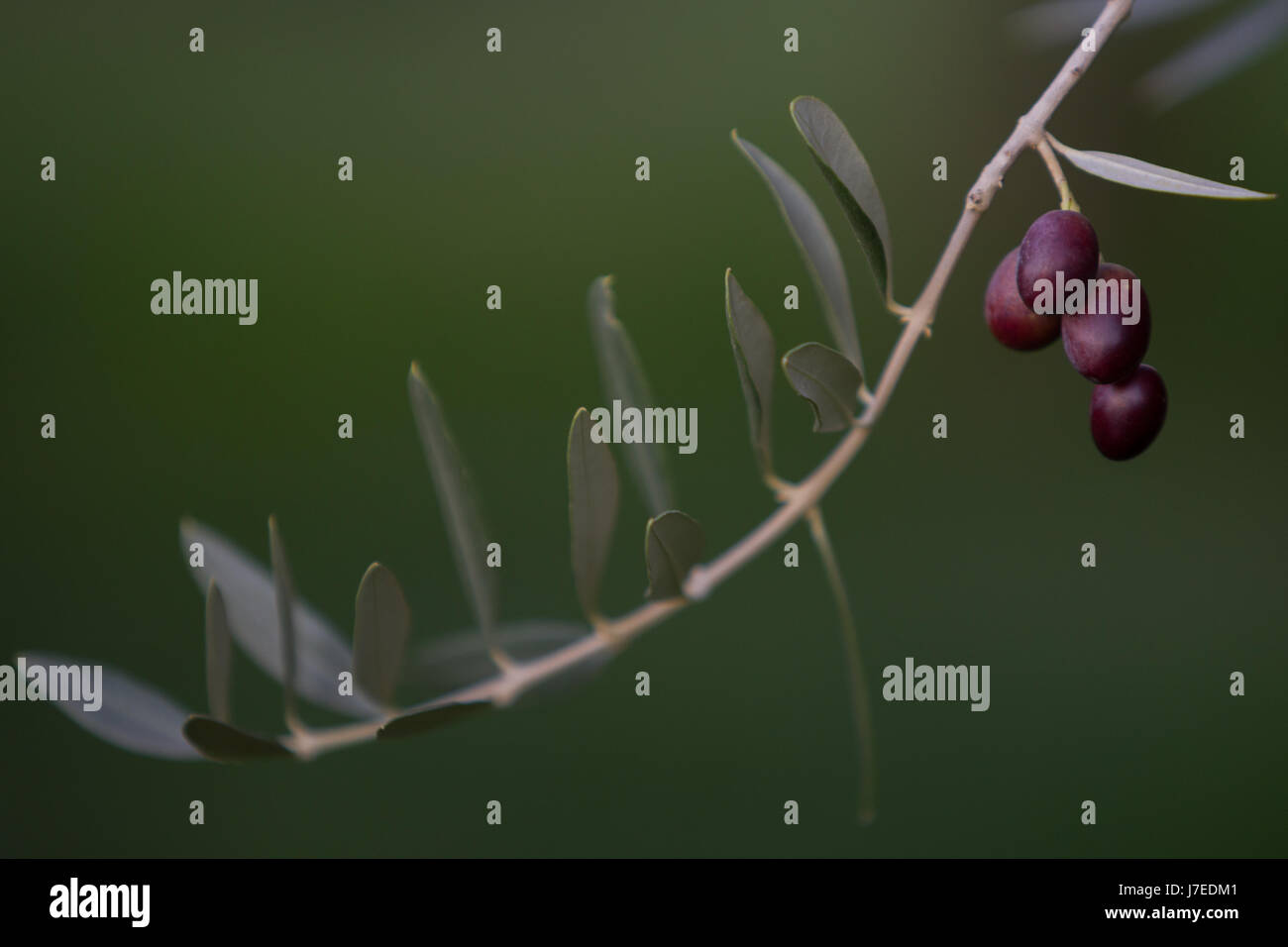 Olive colours hi-res stock photography and images - Alamy