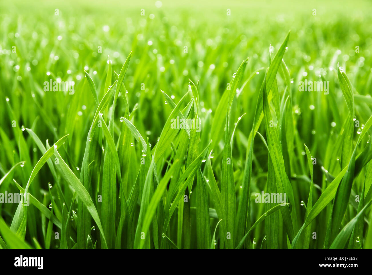 tall wet grass in closeup Stock Photo - Alamy