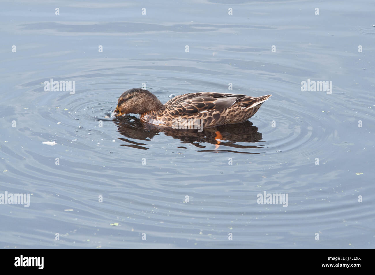 duck swimming in water Stock Photo - Alamy