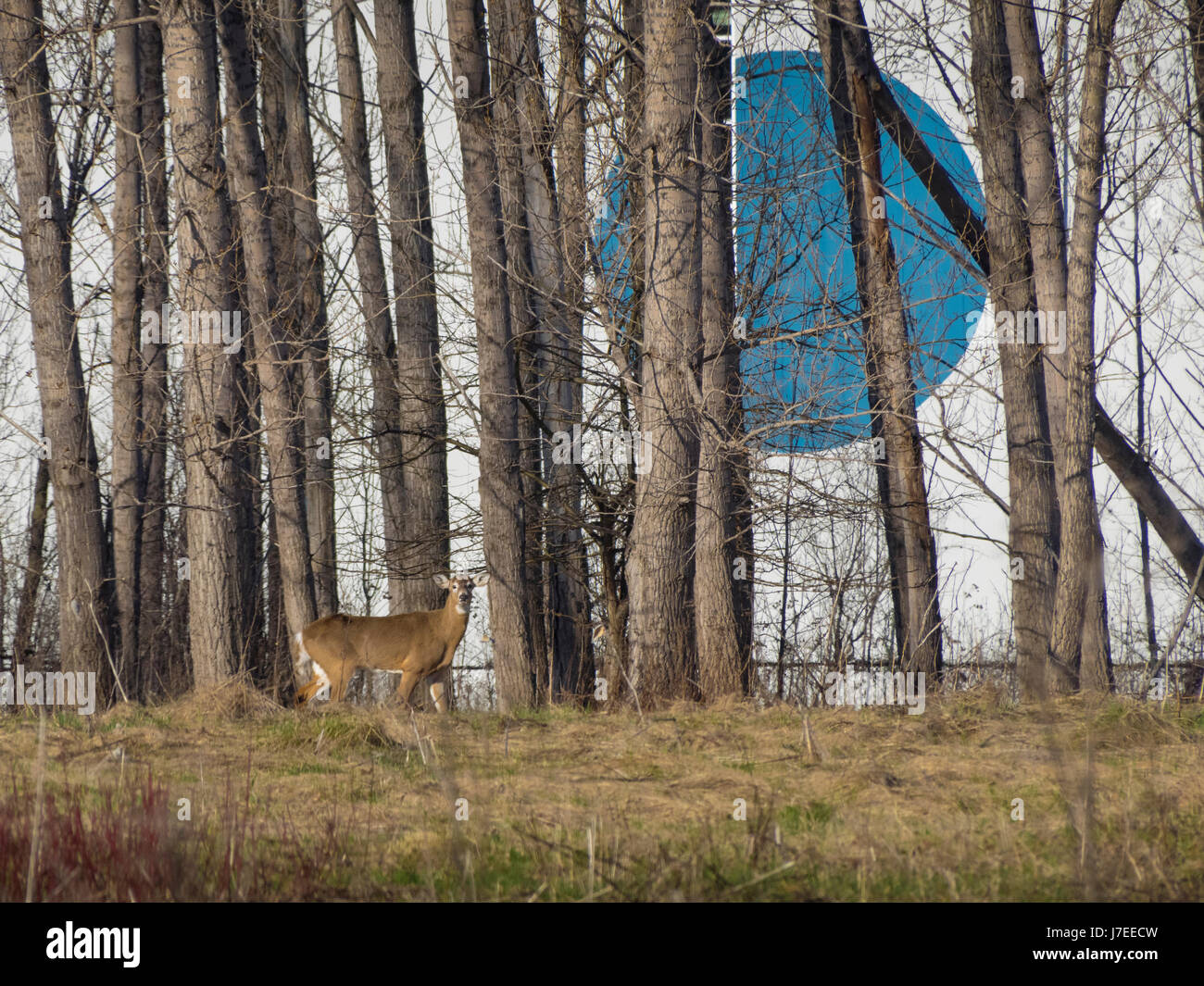 Deer in a landscape Stock Photo - Alamy