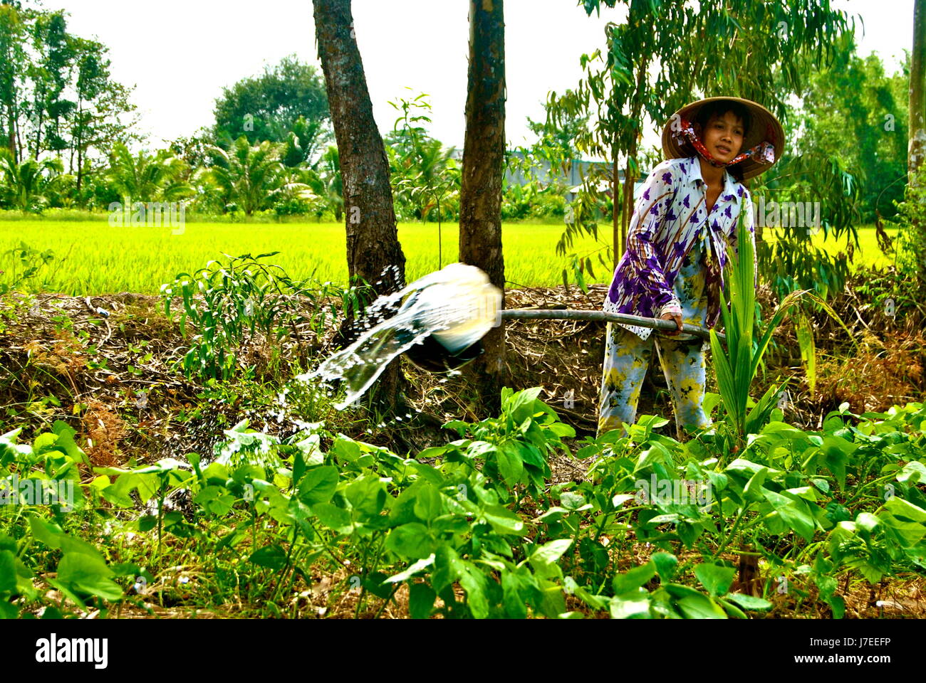 People Working Hard Farming
