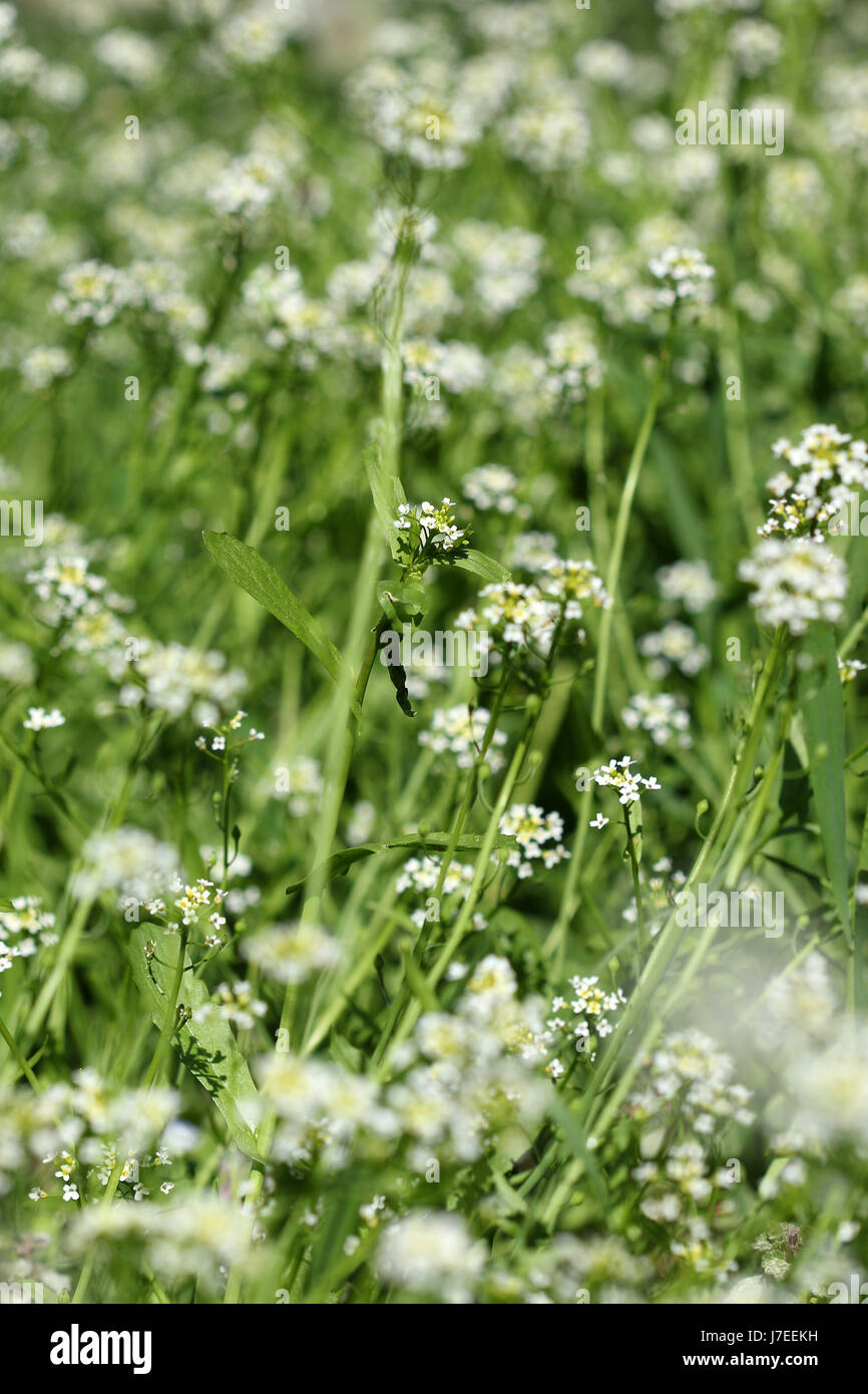 white wild flower spring season Stock Photo - Alamy