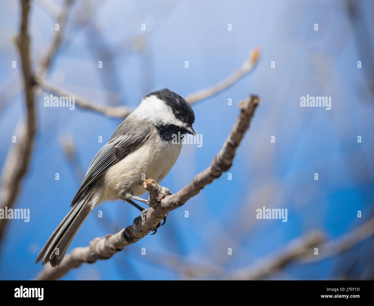 Chikadee hi-res stock photography and images - Alamy