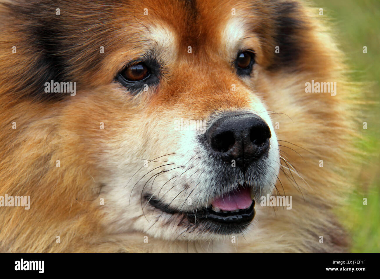 fur mane fur bearing animal male dog senior senior citizen elderly ...