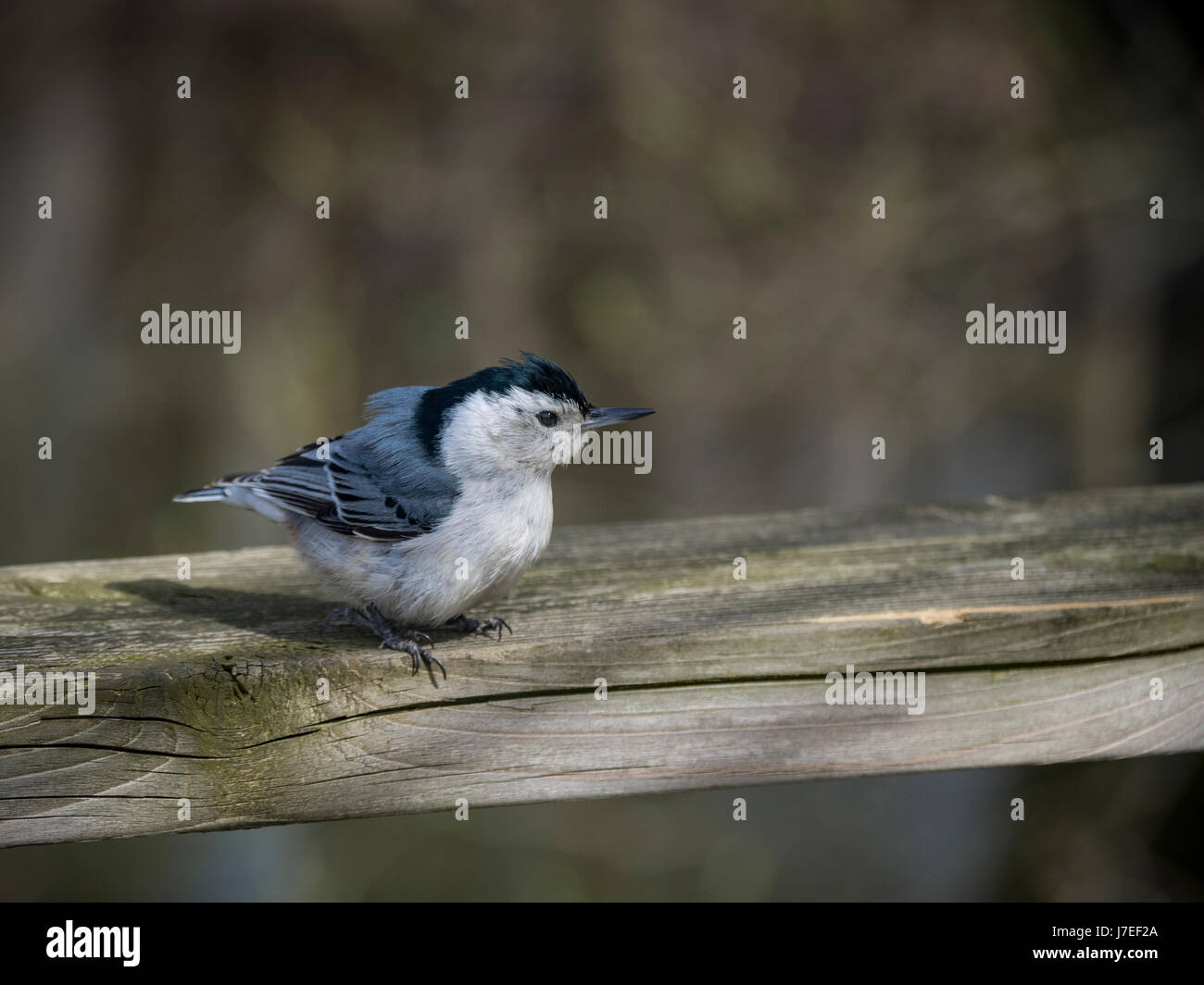Nuthatch bird on a ramp Stock Photo - Alamy