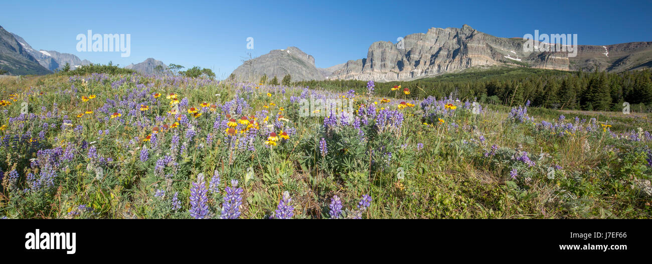 Alpine Flower Glacier National Park Montana USA Wild Flowers Flower ...