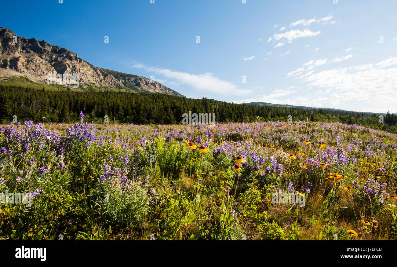 Alpine field of wildflowers hi-res stock photography and images - Alamy