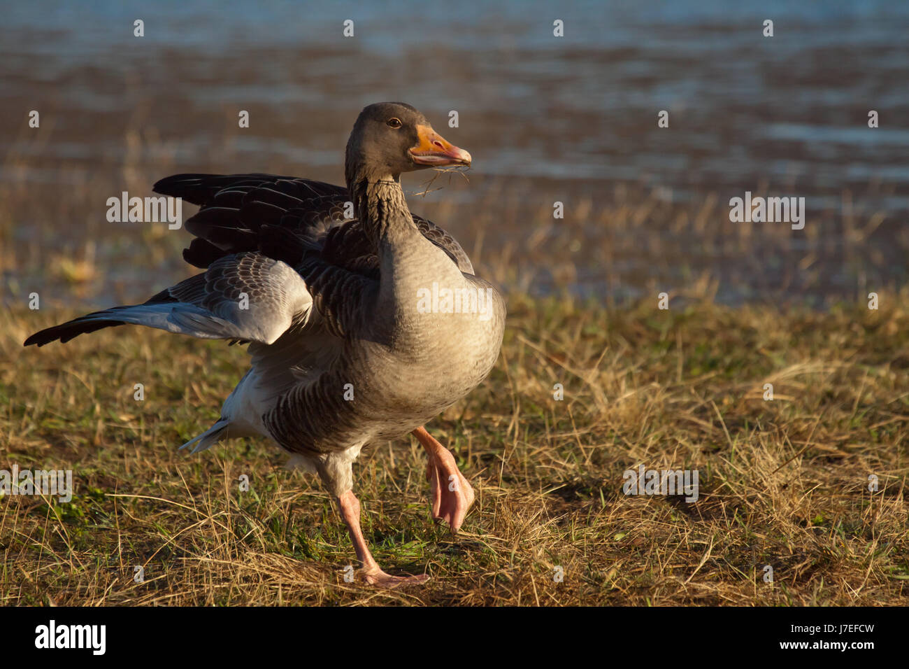 Dancing goose hi-res stock photography and images - Alamy