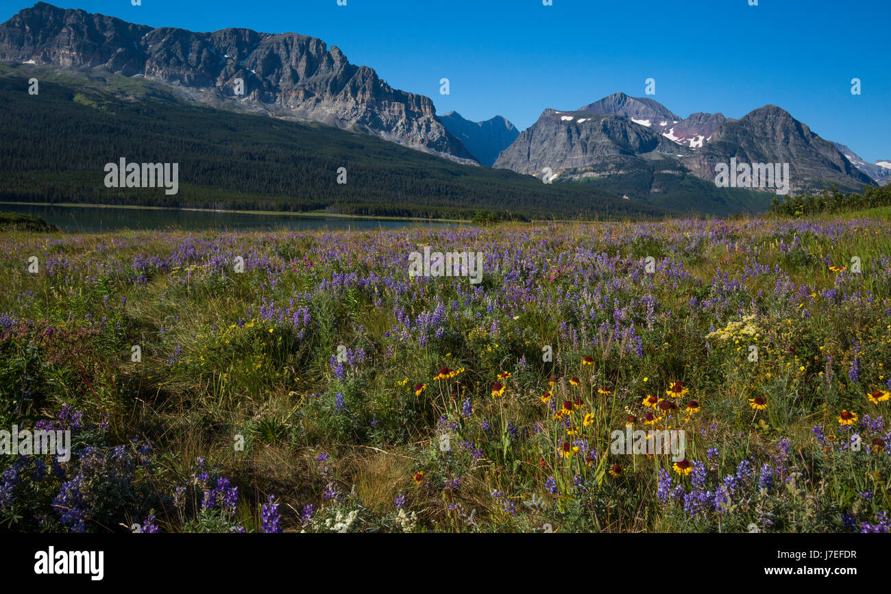 Alpine Flower Glacier National Park Montana USA Wild Flowers Flower ...