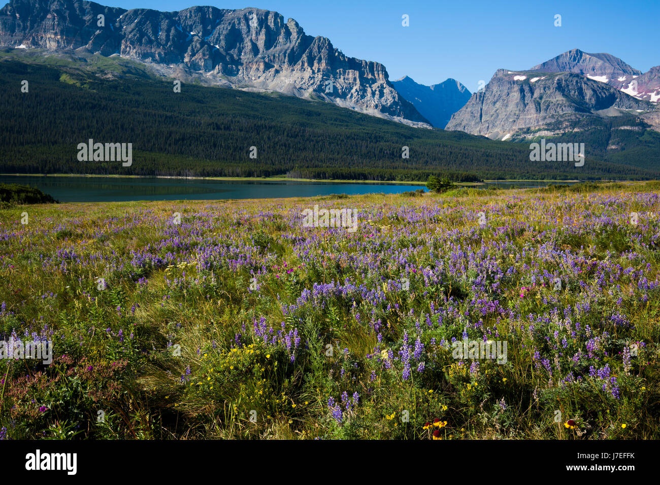 Alpine Flower Glacier National Park Montana USA Wild Flowers Flower ...