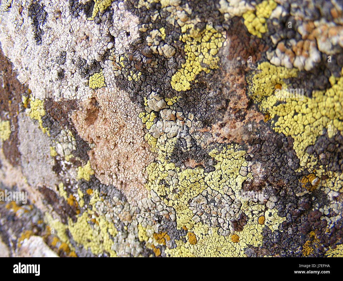 Mossy old rocks, north side mossy rock pictures Stock Photo - Alamy