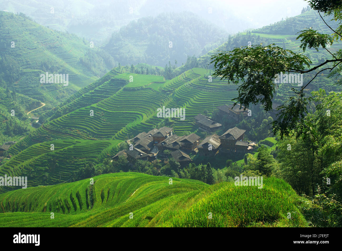 agriculture farming field terrace china farm lawn green rice house ...