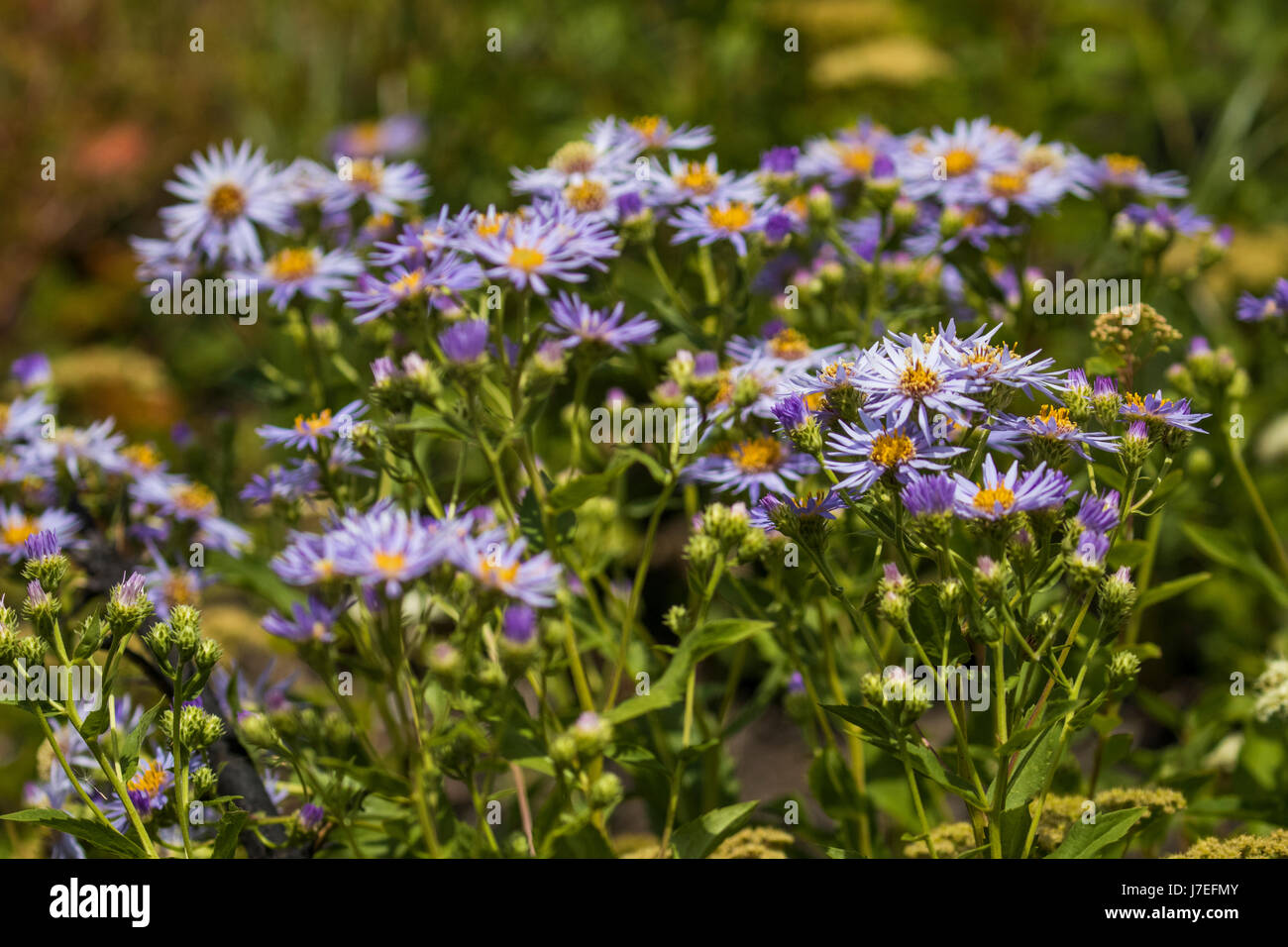 Alpine Flower Glacier National Park Montana USA Wild Flowers Flower ...