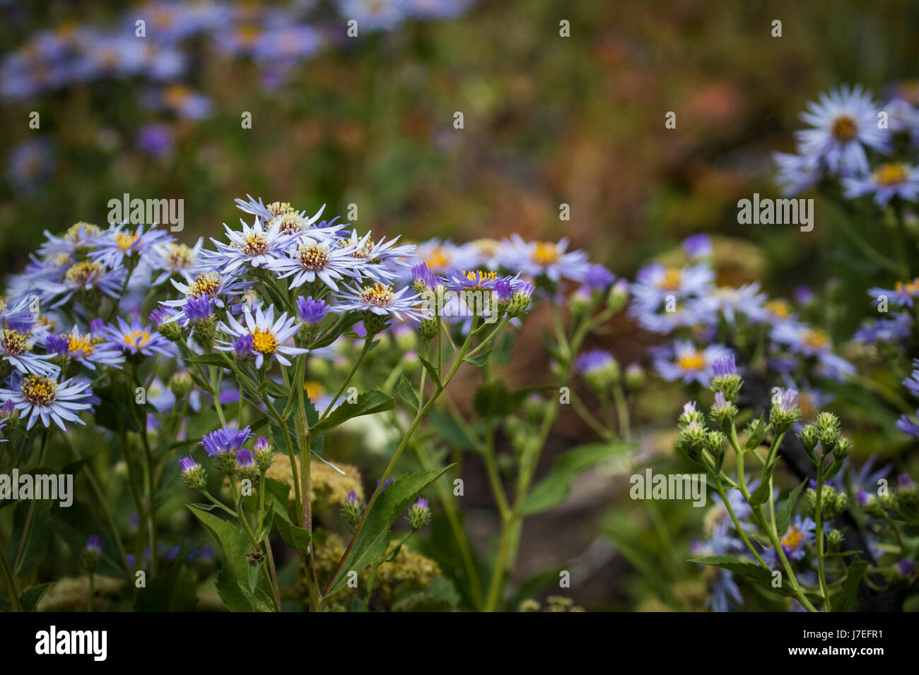 Alpine Flower Glacier National Park Montana USA Wild Flowers Flower ...