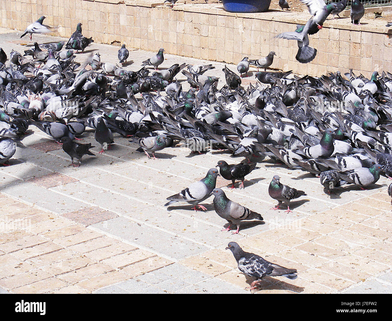 Pigeons working for food, pigeons in the park Stock Photo - Alamy