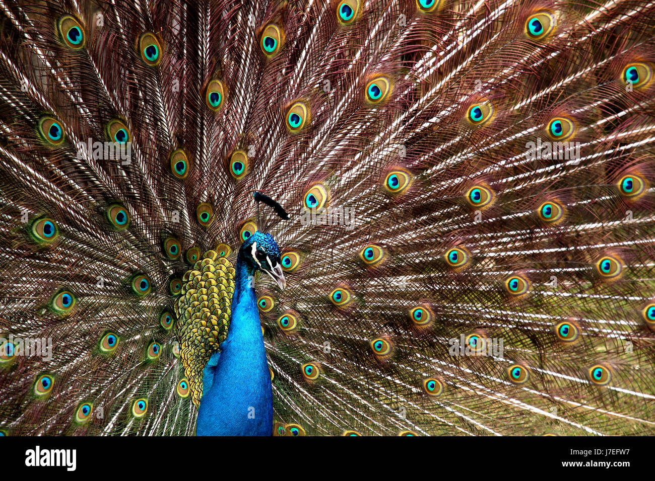 blue bird birds feathering crown peacock to court flirt flirting proud ...