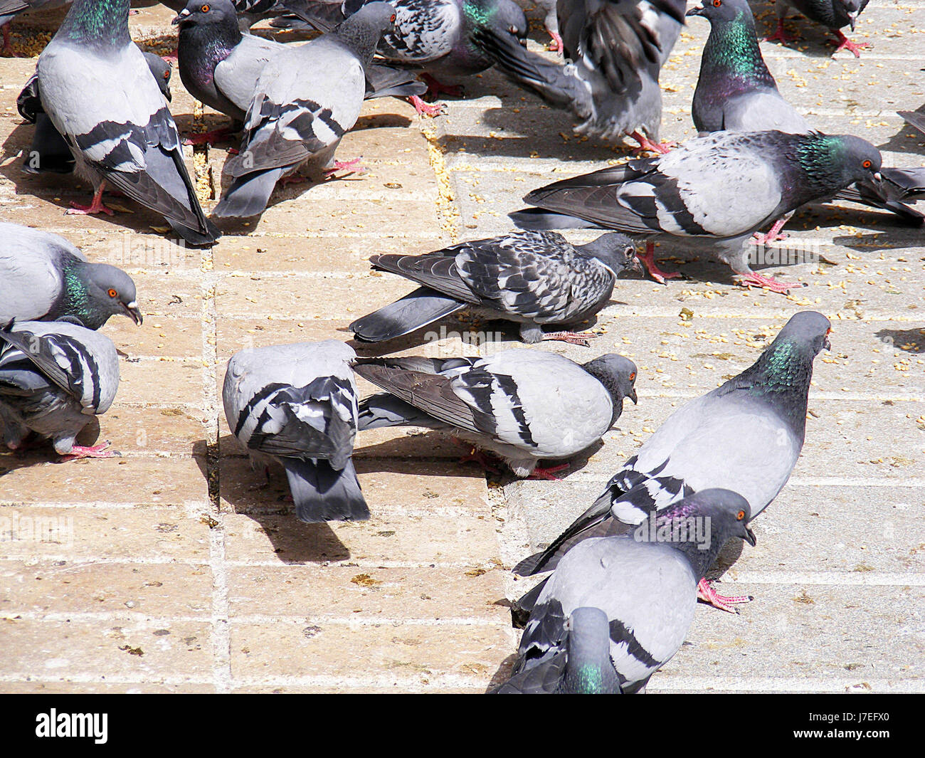 Pigeons working for food, pigeons in the park Stock Photo - Alamy