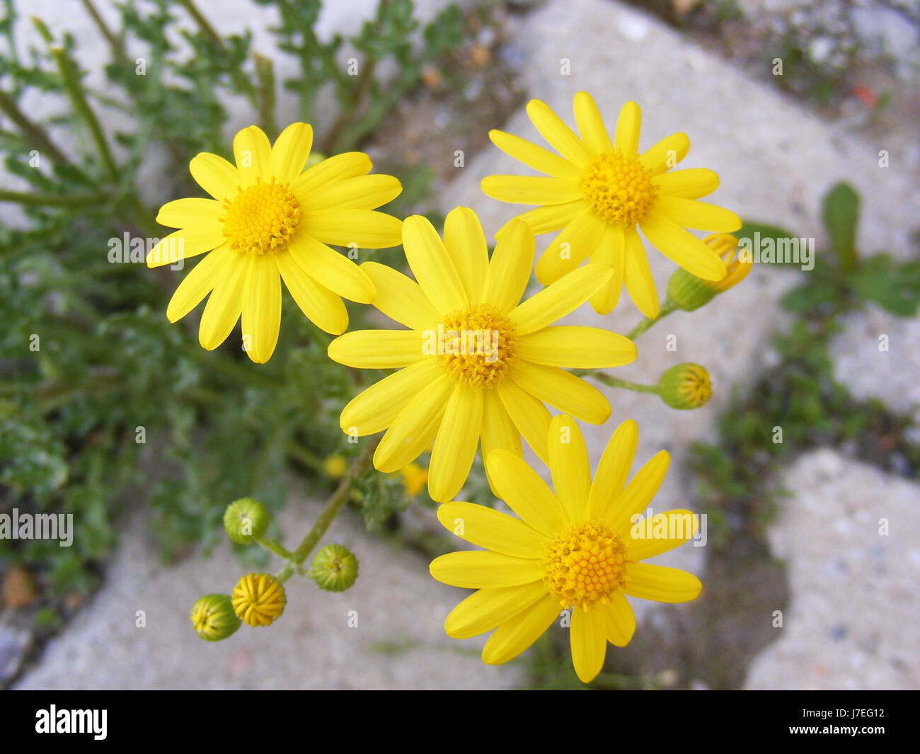 The most beautiful yellow daisy flower, the yellow daisy Stock Photo ...