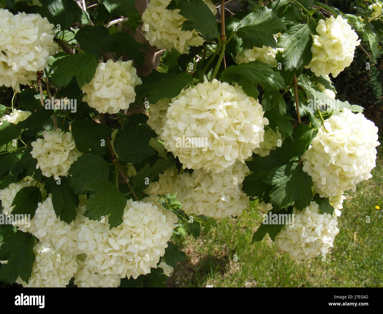 The snowball tree that opens the flowers of the spring, and the white ...