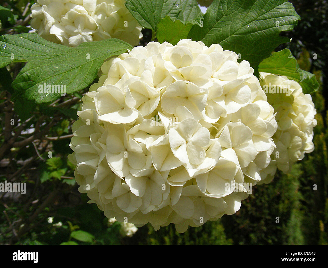 The snowball tree that opens the flowers of the spring, and the white ...