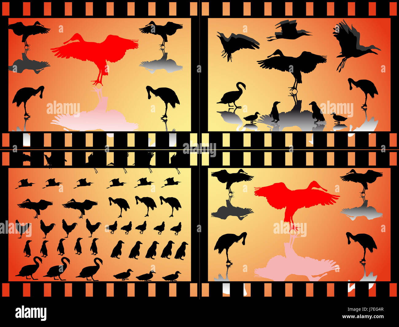 four groups of birds in filmstrip Stock Photo - Alamy