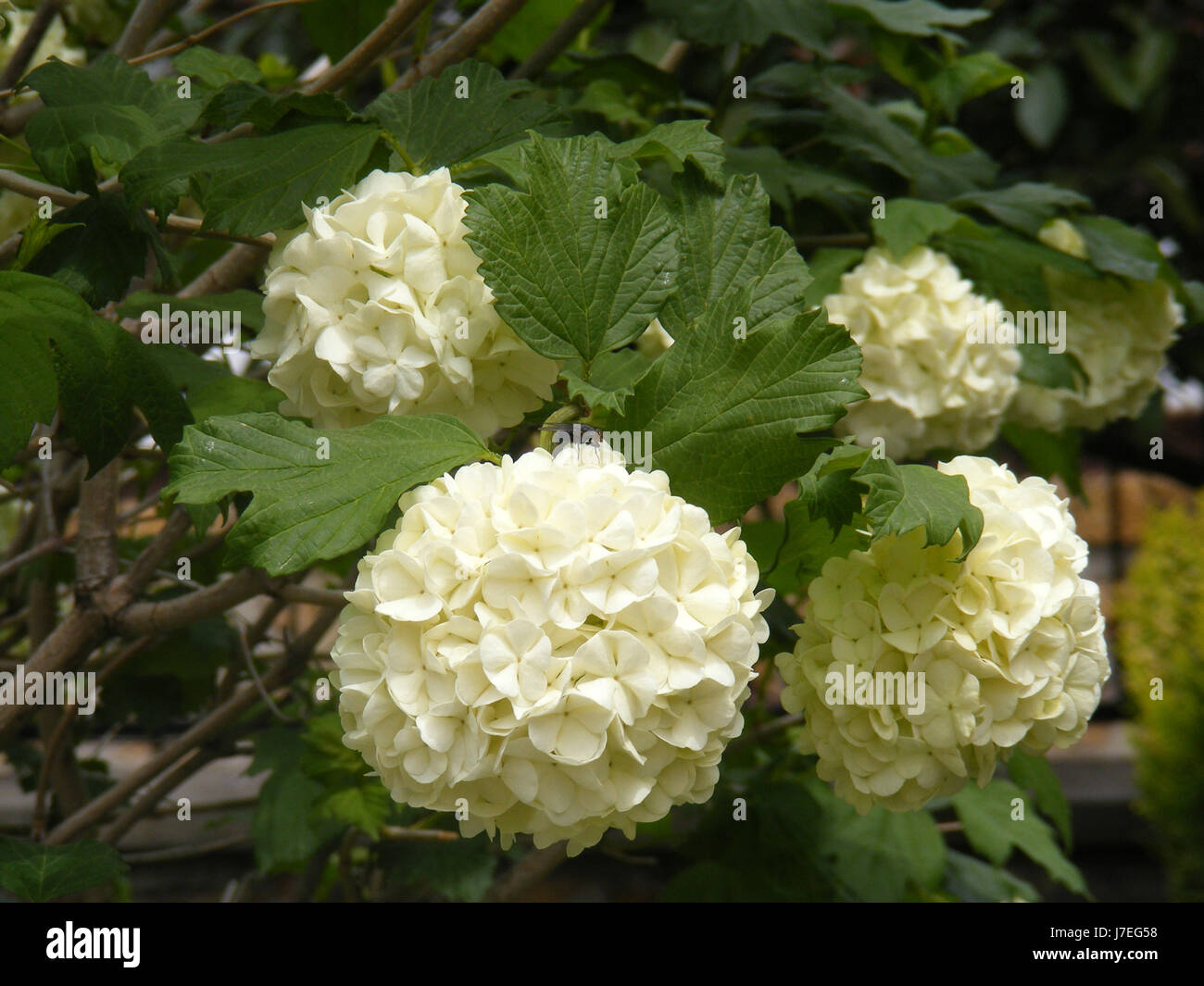 The snowball tree that opens the flowers of the spring, and the white ...