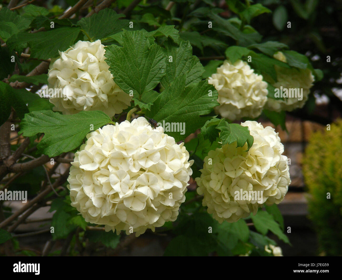 The snowball tree that opens the flowers of the spring, and the white ...