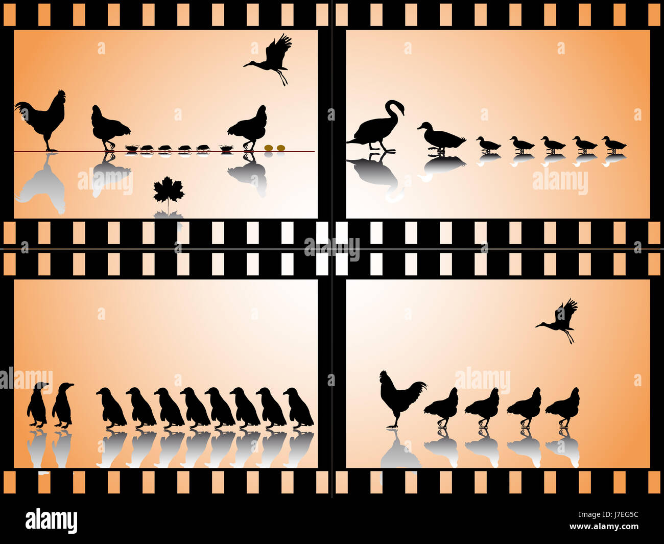 bird groups in filmstrip Stock Photo - Alamy