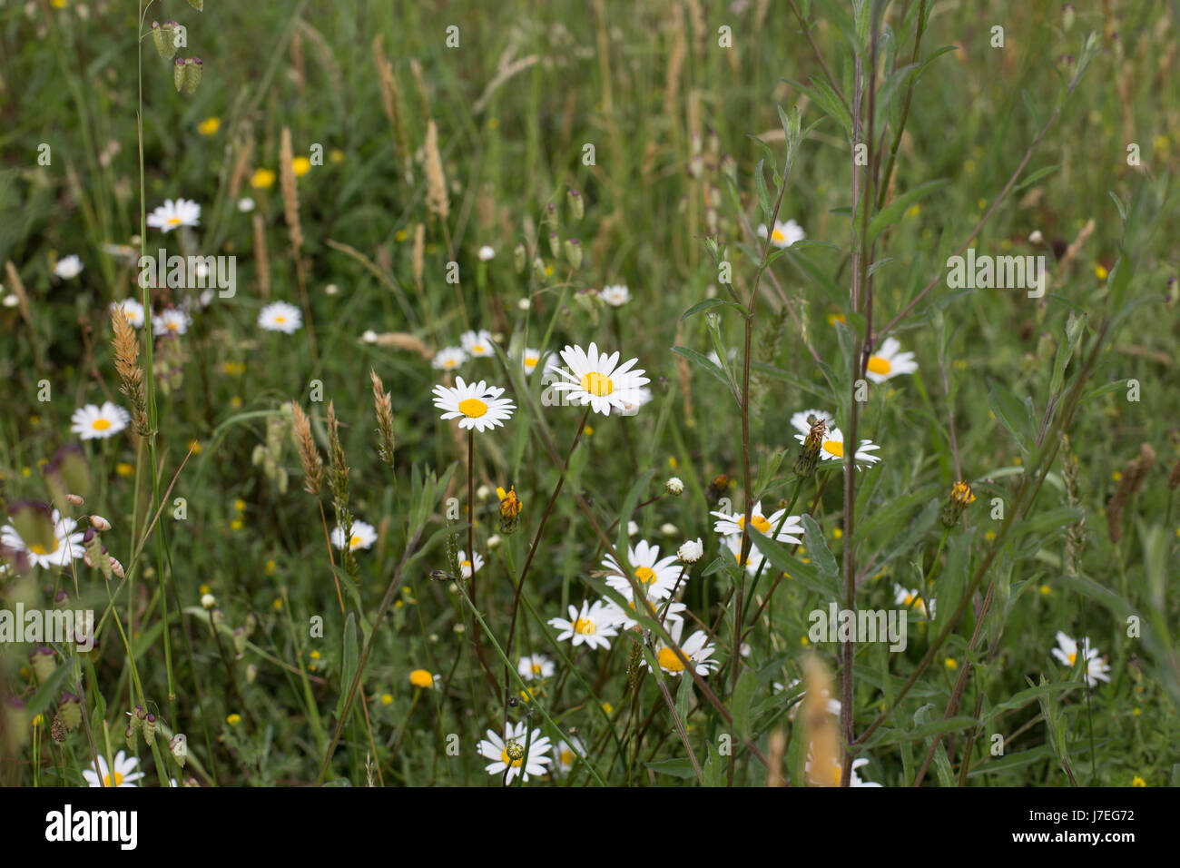 Asturias meadow wild flowers hi-res stock photography and images - Alamy