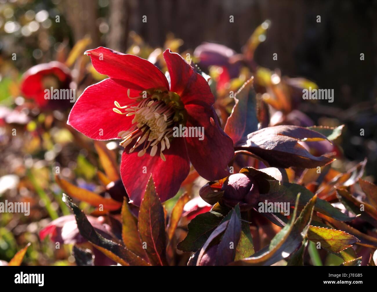 dark red darkred vernal flowers hellebores red bloom blossom flourish ...