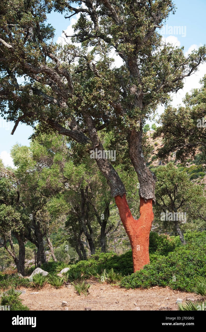 tree wood spain stripped cork strip bark green trunk agriculture ...