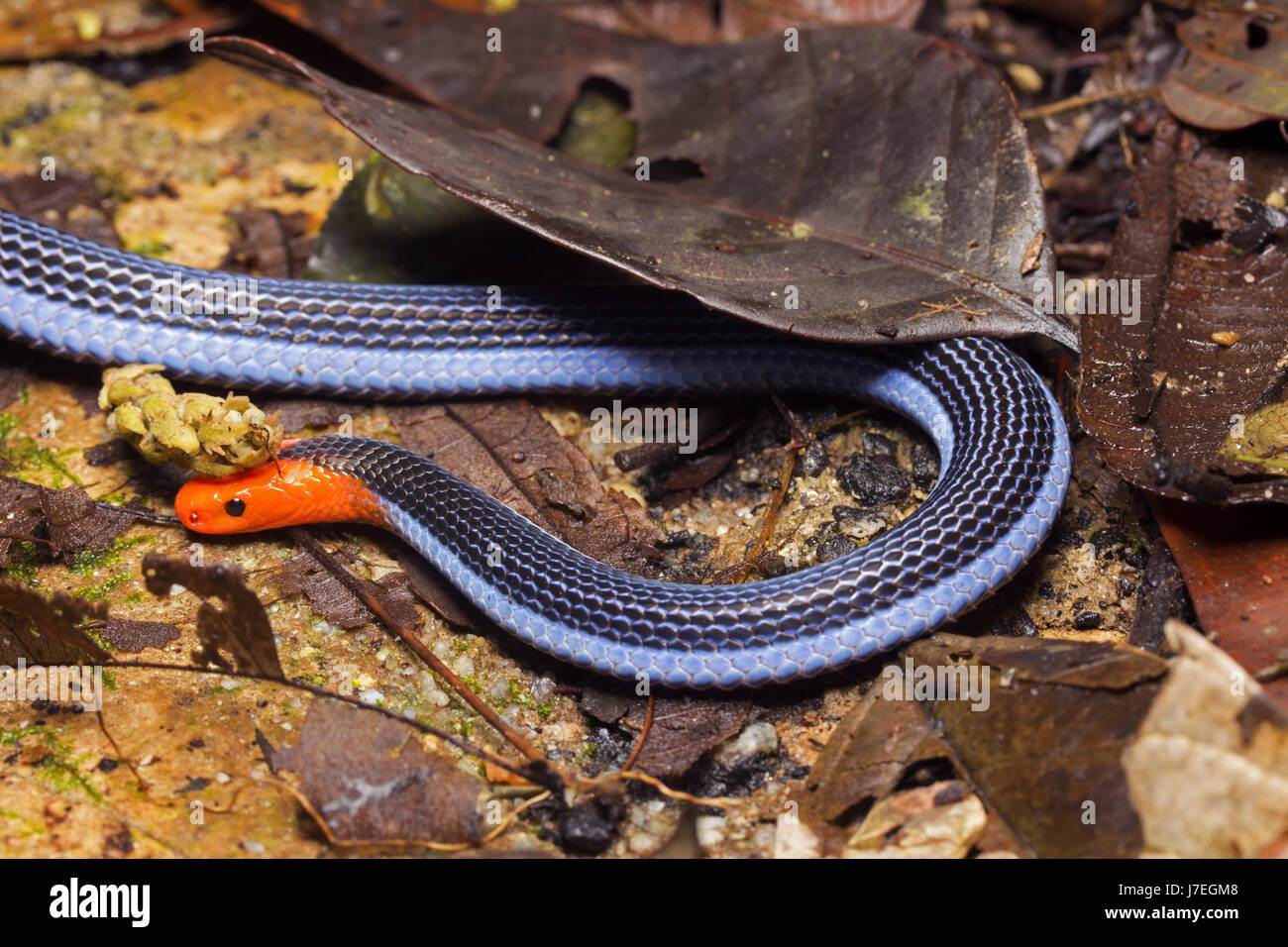 Blue malayan coral snake hi-res stock photography and images - Alamy