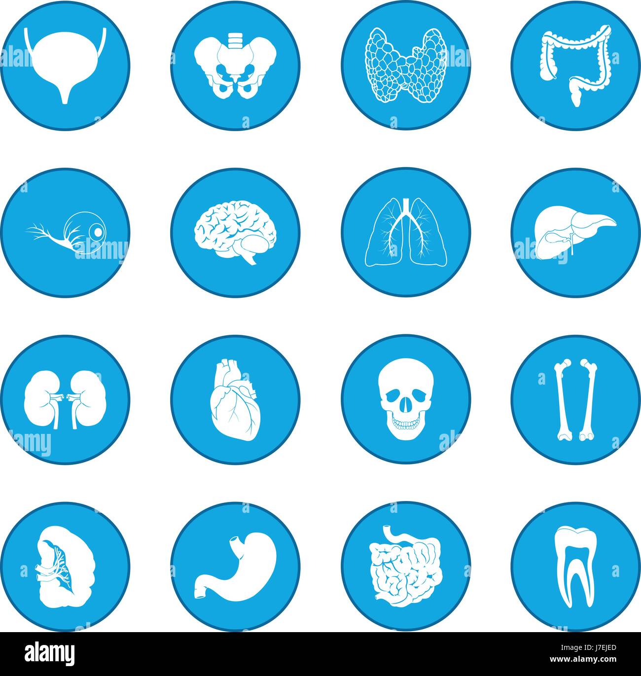 Internal organs icon blue Stock Vector Image & Art - Alamy