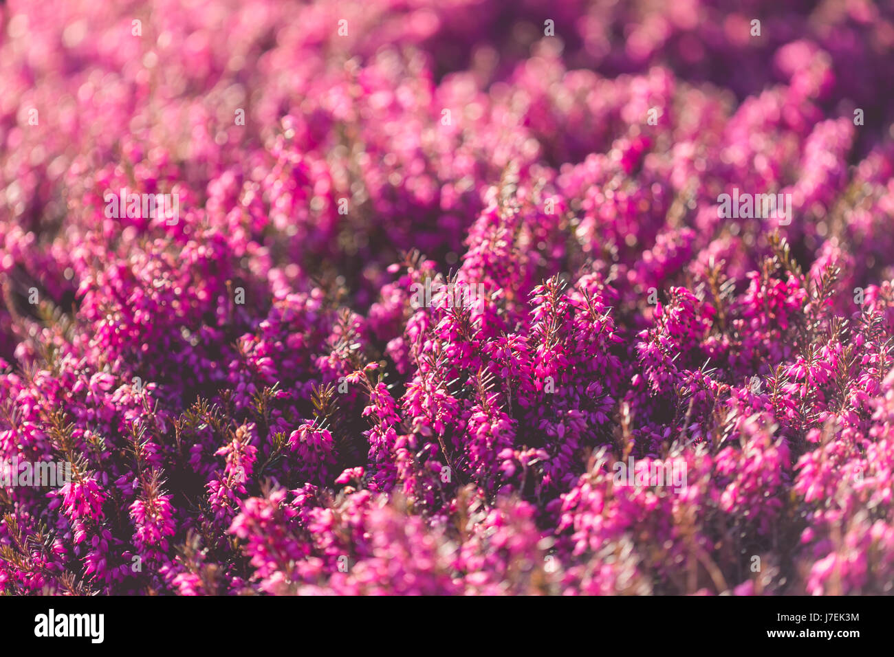Heather field background, growing calluna vulgaris in spring garden ...