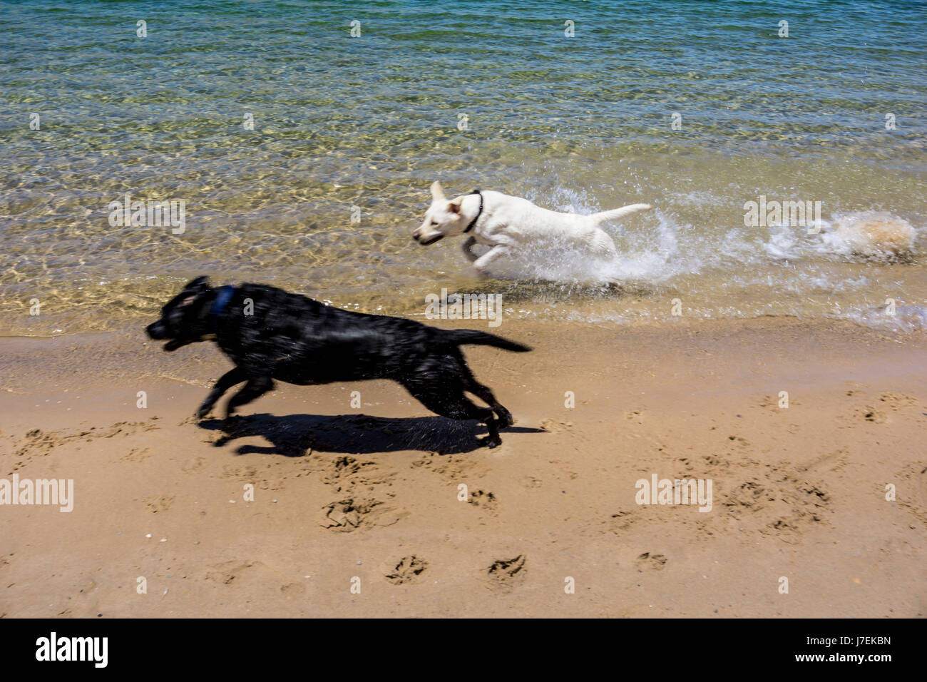 Lake Mohave Arizona Labrador retrievers playing and chasing balls and ...
